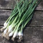 How to grow spring onions - Vital Seeds