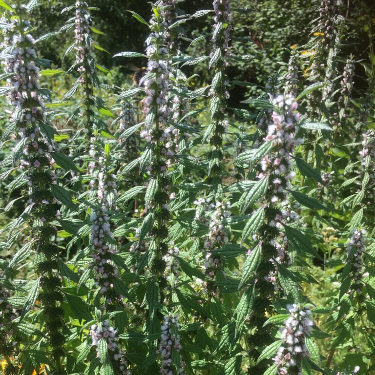 Motherwort (Organic) - Vital Seeds