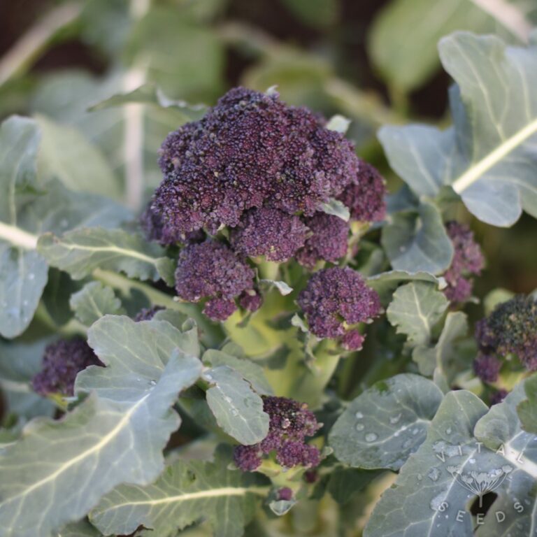 Purple Sprouting Broccoli - Rudolph (Organic) - Vital Seeds