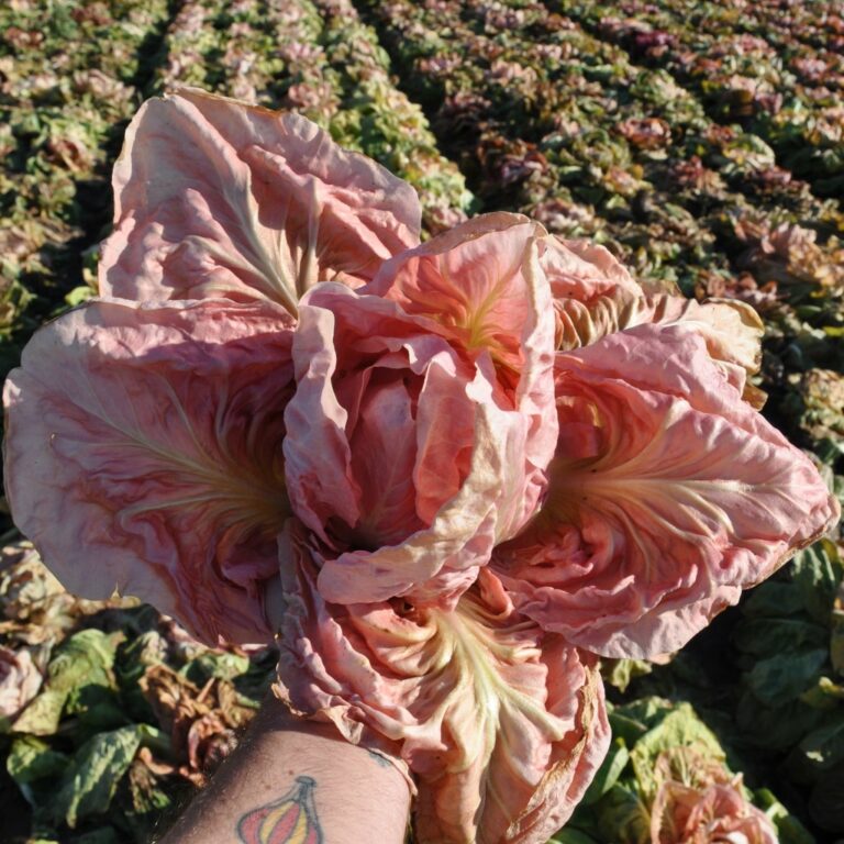 Chicory - Radicchio Rosa 'Jolanda' (Organic) - Vital Seeds