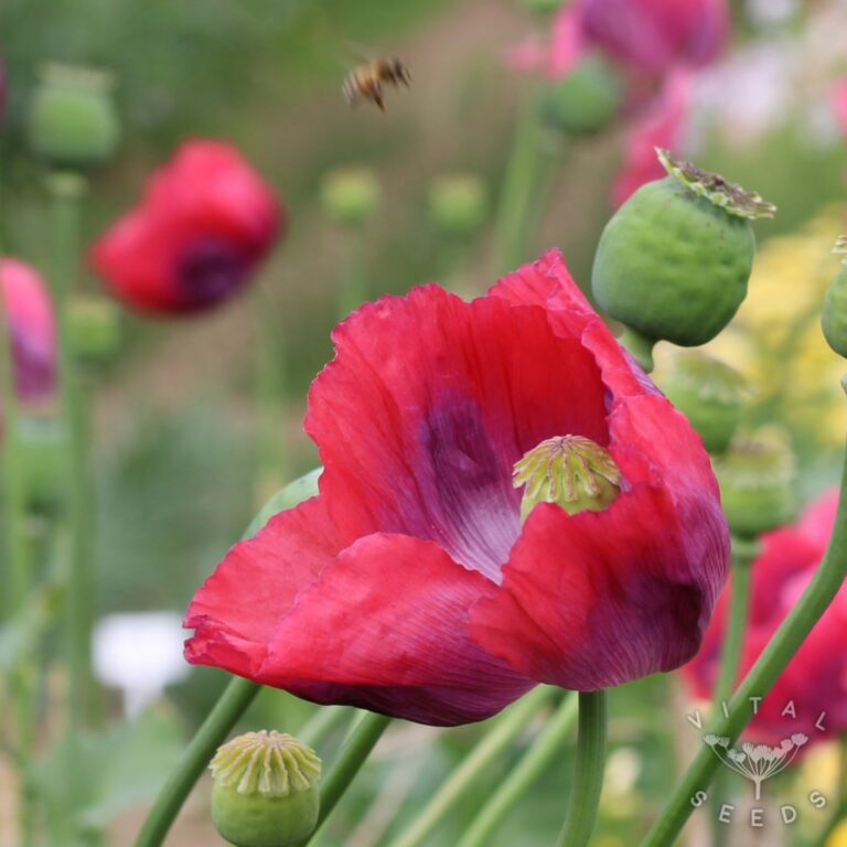 Poppy - Giganteum (Organic) - Vital Seeds