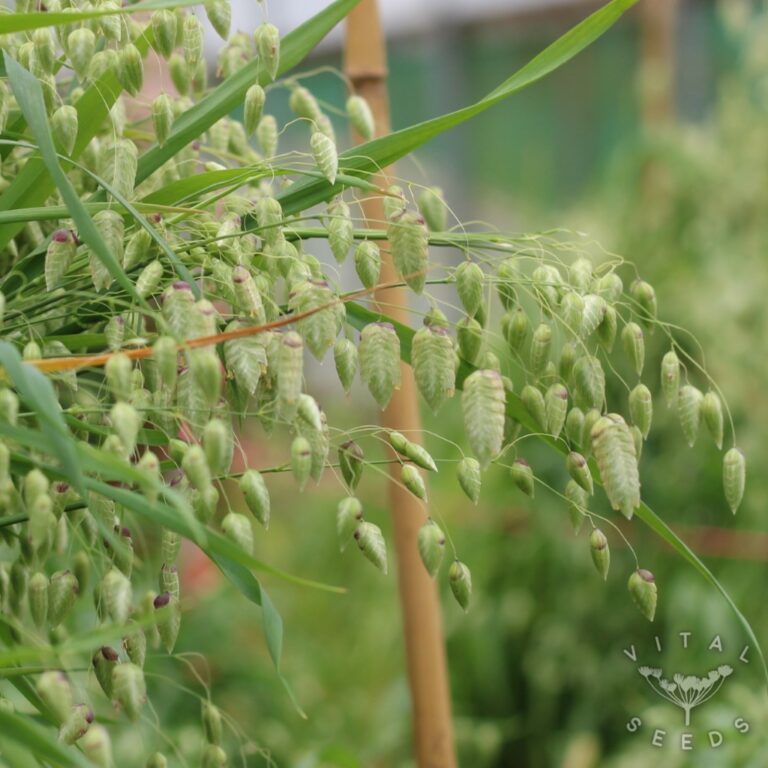 Briza Maxima - Greater Quaking Grass (Organic) - Vital Seeds