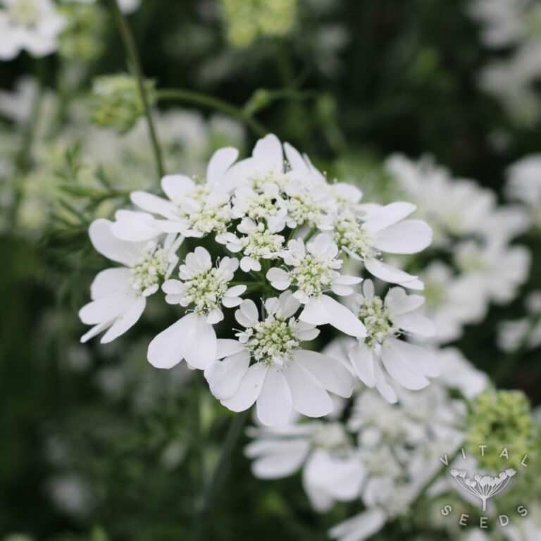 Orlaya - Orlaya (Organic) - Vital Seeds