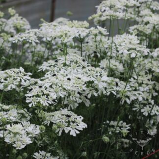 Orlaya - Orlaya (Organic) - Vital Seeds