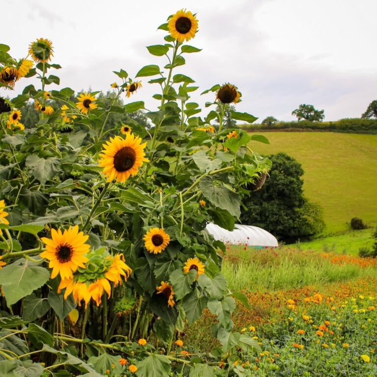 How to grow sunflowers - Vital Seeds