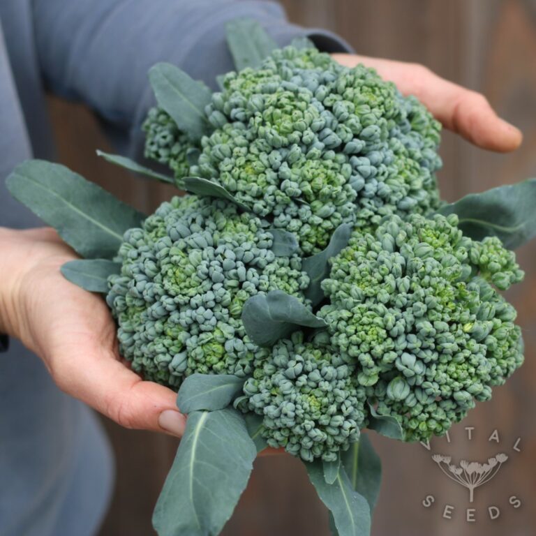 Organic Broccoli Seeds from Vital Seeds - Buy here!