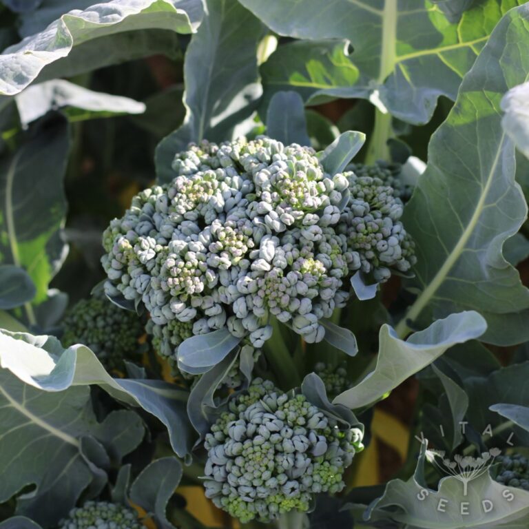 Organic Broccoli Seeds from Vital Seeds - Buy here!