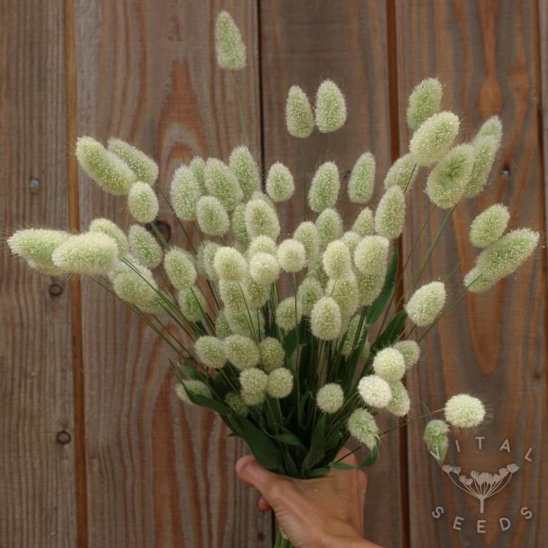 Ornamental Grass - Bunny Tails (Organic) - Vital Seeds