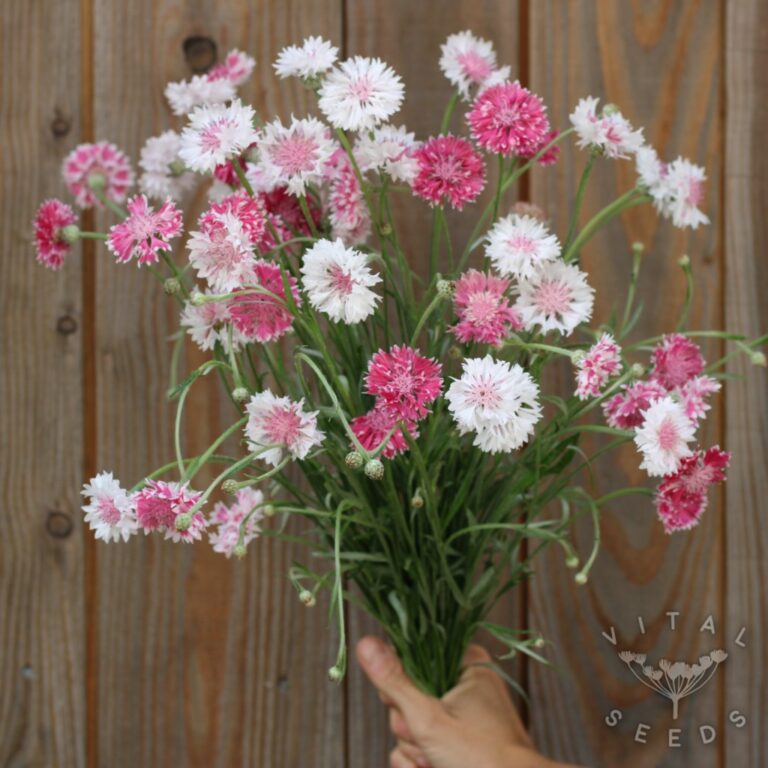 How to grow Cornflowers - Vital Seeds