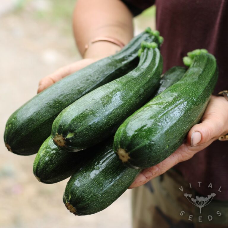 How to grow courgettes - Vital Seeds