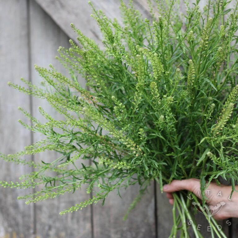 Cress - Emerald Beads (Organic) ***NEW FOR 2025*** - Vital Seeds