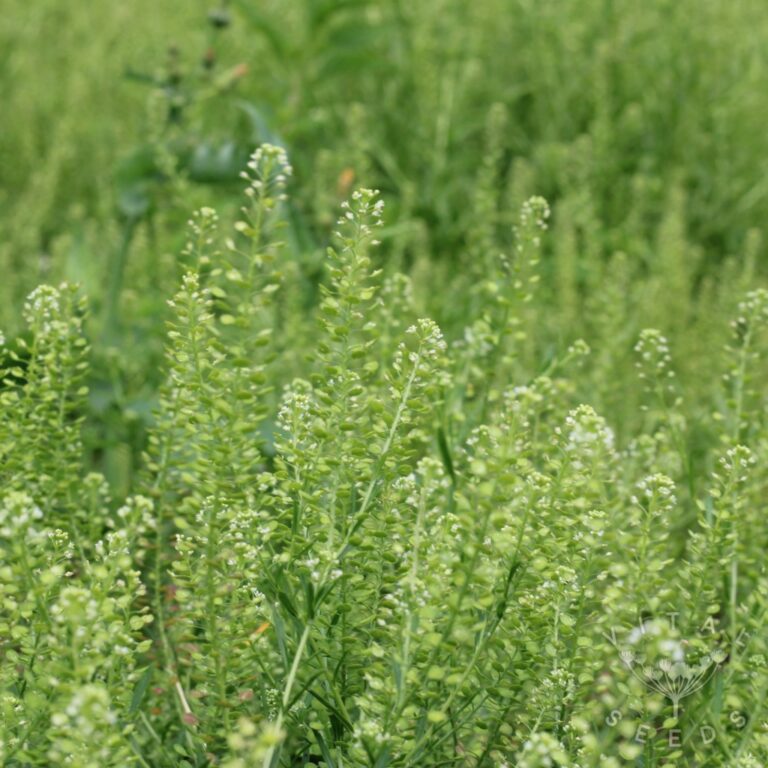 Cress - Emerald Beads (Organic) ***NEW FOR 2025*** - Vital Seeds