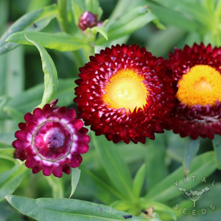 How to grow Helichrysum - Vital Seeds