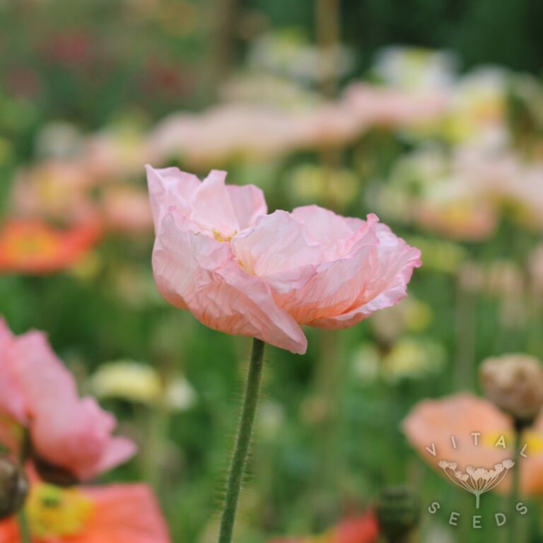 Iceland Poppy - Pink Fizz (Organic) - Vital Seeds