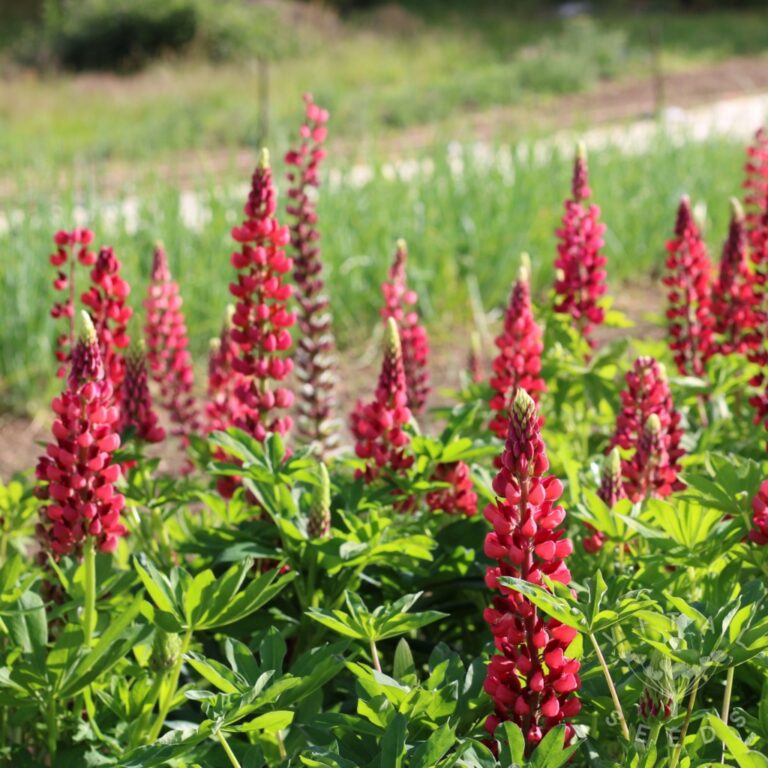 Lupin - "The Pages" (Organic) - Vital Seeds
