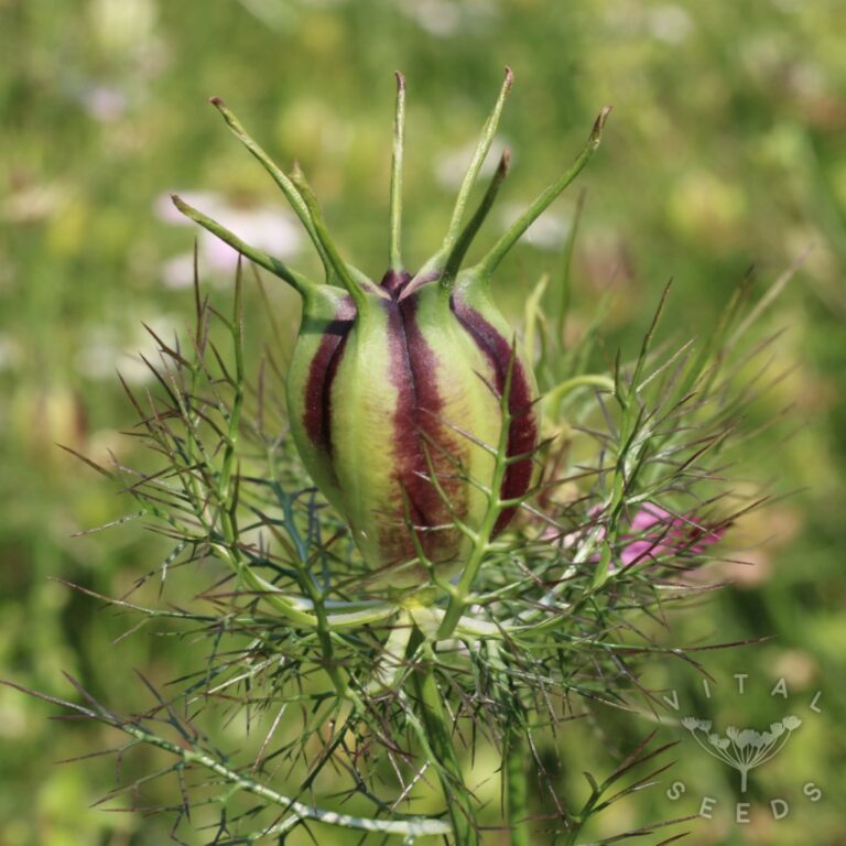 Nigella - Miss Jekyll Rose (Organic) - Vital Seeds