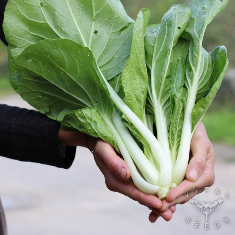 Winter veg Archives - Page 2 of 6 - Vital Seeds