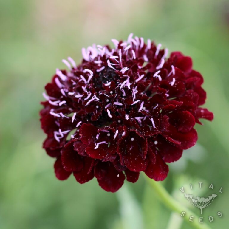 Scabiosa - Black Knight (Organic) ***NEW FOR 2025*** - Vital Seeds