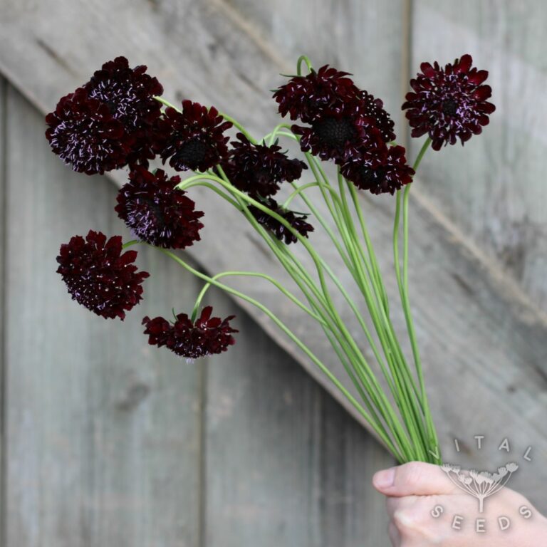 How to grow Scabious - Vital Seeds