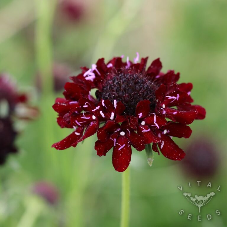Scabiosa - Black Knight (Organic) - Vital Seeds