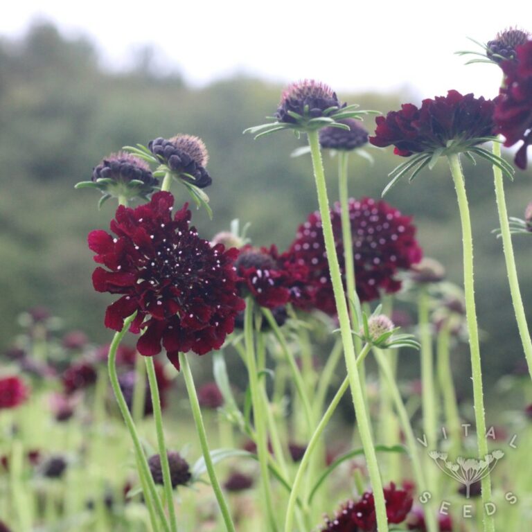 Scabiosa - Black Knight (Organic) - Vital Seeds