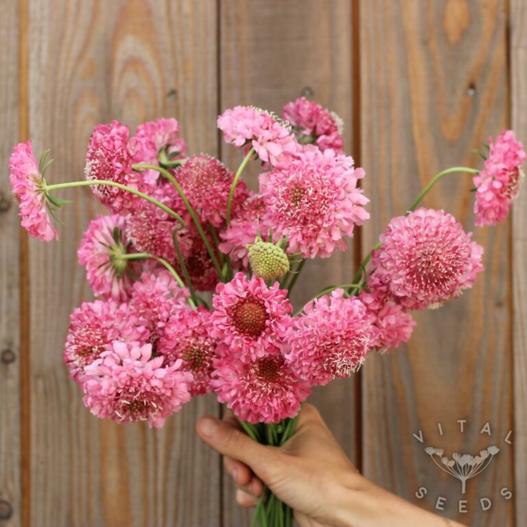 How to grow Scabious - Vital Seeds