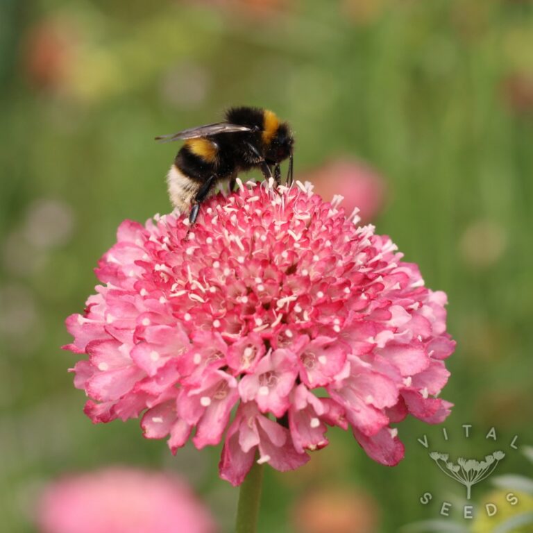 How to grow Scabious - Vital Seeds