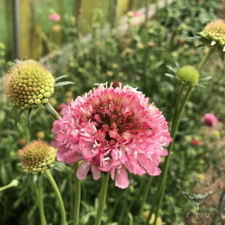 Scabious - Salmon Queen (Organic) - Vital Seeds