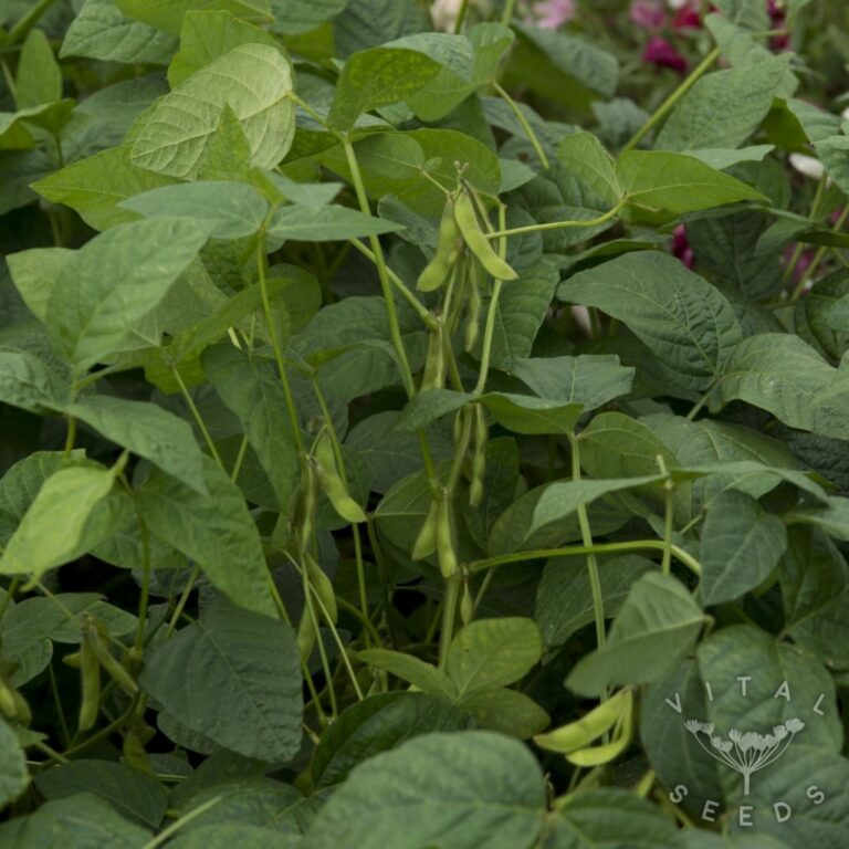Soybean - Fiskeby (Organic) - Vital Seeds