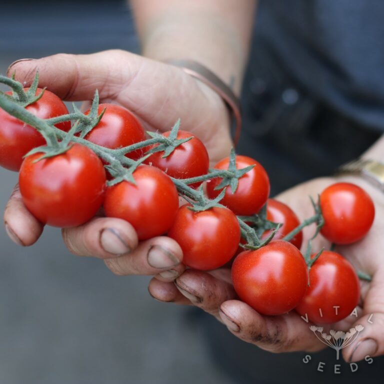 Tomato - Mango Lassi (Organic) - Vital Seeds
