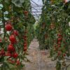 Tomato - Mango Lassi (Organic) - Vital Seeds