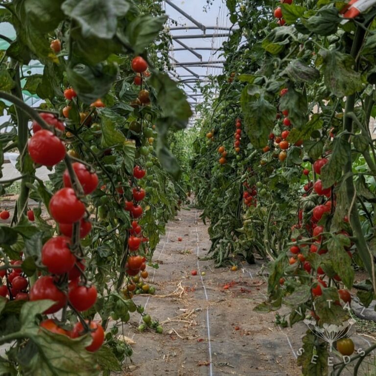 Tomato - Mango Lassi (Organic) - Vital Seeds