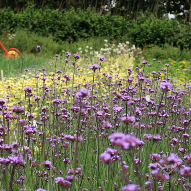 Verbena bonariensis - Vanity (Organic) - Vital Seeds