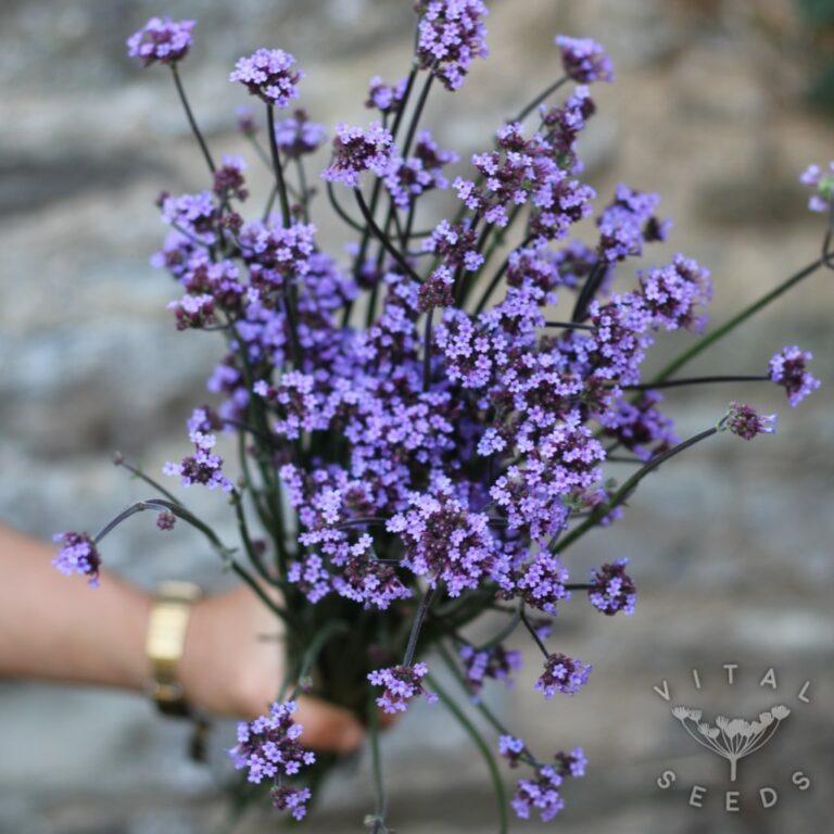 Verbena bonariensis - Vanity (Organic) - Vital Seeds