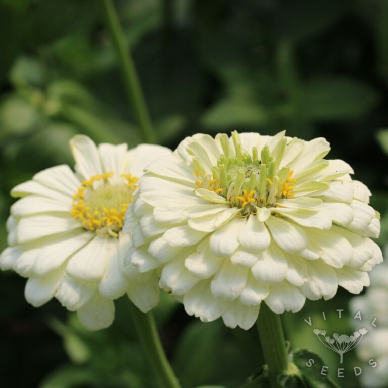 Zinnia - Polar Bear (Organic) - Vital Seeds