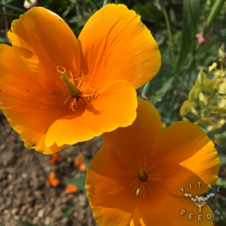 How to grow California Poppies - Vital Seeds