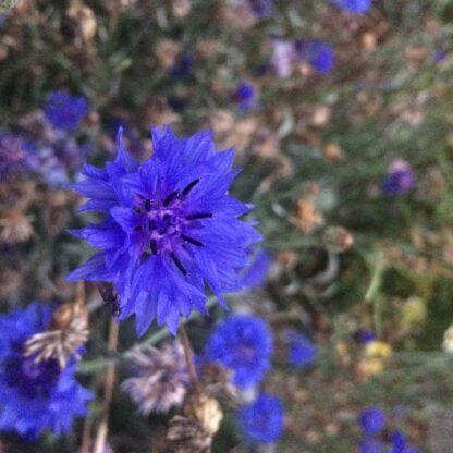 How to grow Cornflowers - Vital Seeds