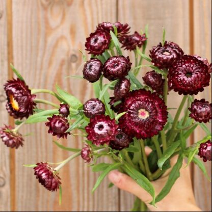 How to grow Helichrysum - Vital Seeds