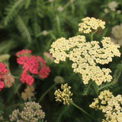 How to grow Yarrow - Vital Seeds