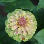 How to grow Zinnia - Vital Seeds