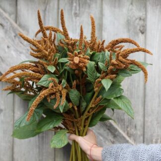 How to grow Amaranth - Vital Seeds
