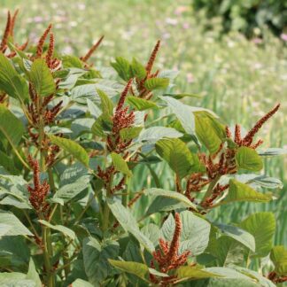How to grow Amaranth - Vital Seeds
