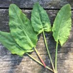 How to grow Sorrel - Vital Seeds