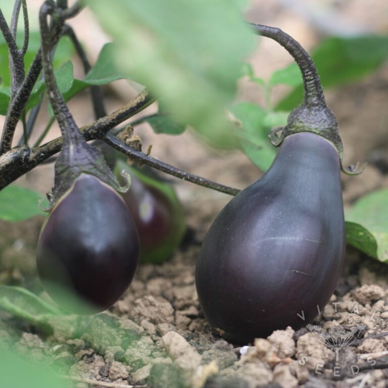 How to grow aubergines - Vital Seeds