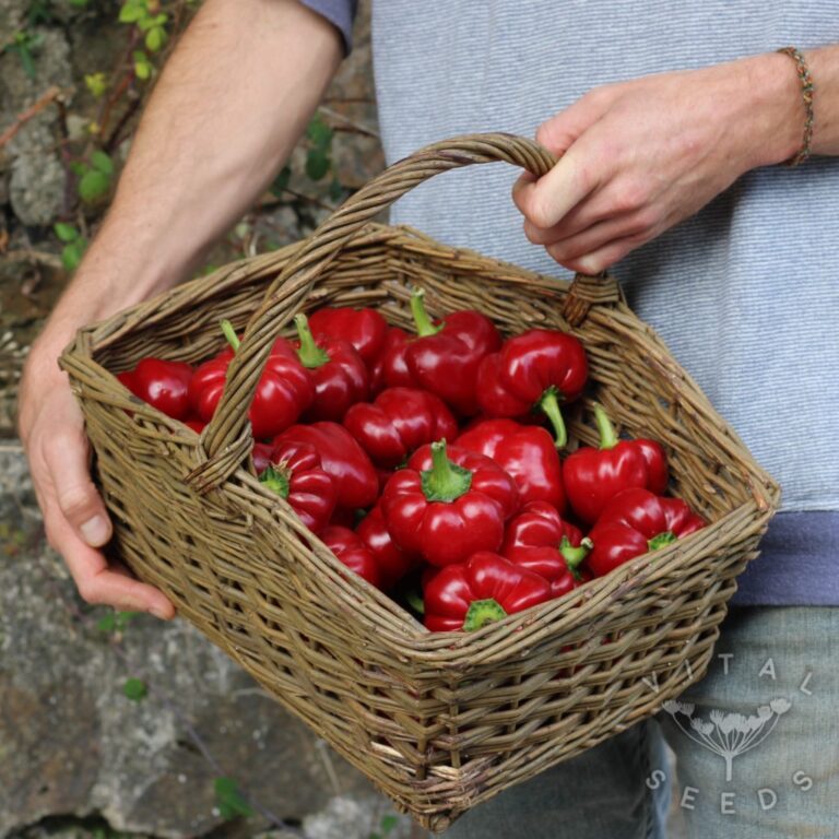 Chilli Seeds - Vital Seeds - Hot and mild varieites of chilli available ...