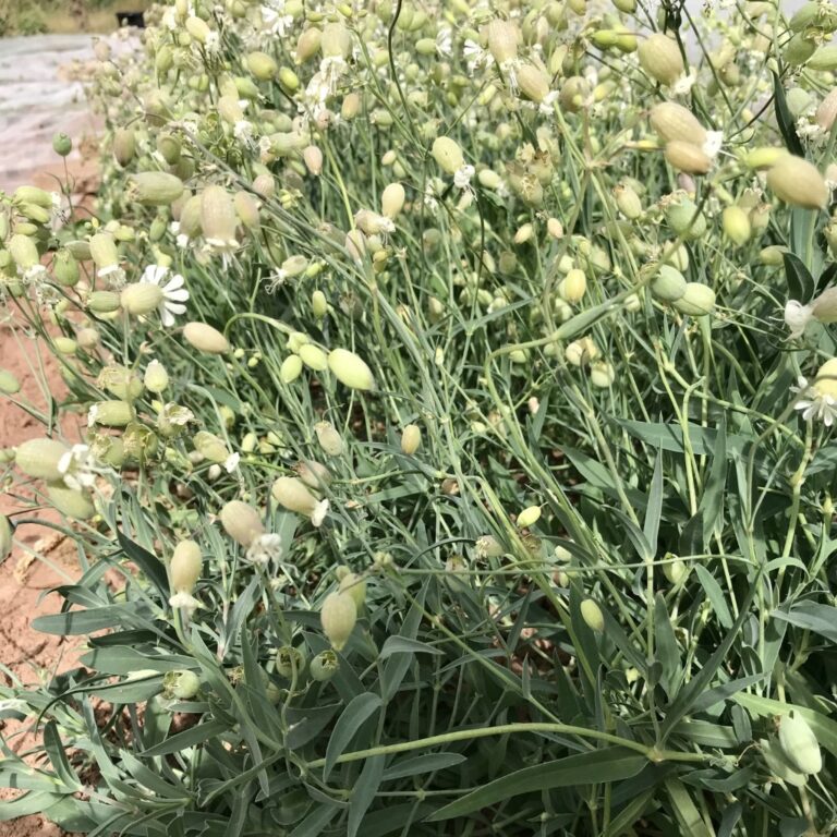 Stridolo (Organic) ***NEW FOR 2026*** - Vital Seeds