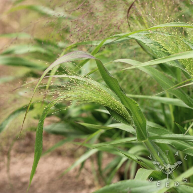 "Panicum elegans" - Sprinkles (Organic) ***NEW FOR 2026*** - Vital Seeds